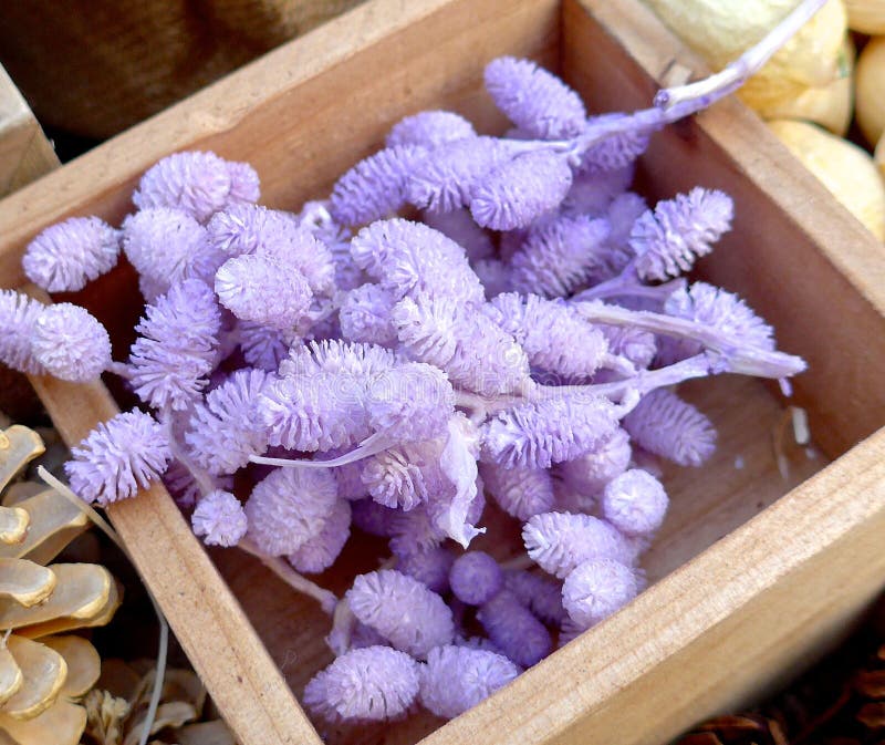 Tree seeds closeup stock photo. Image of branch, pinecone - 69894656
