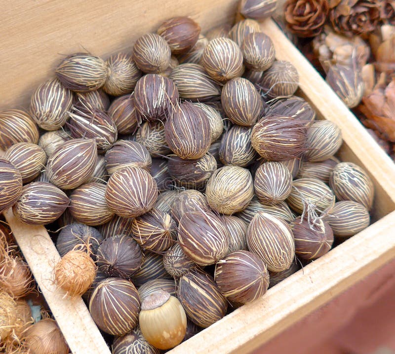 Tree seeds closeup stock image. Image of paper, leaf - 69894711
