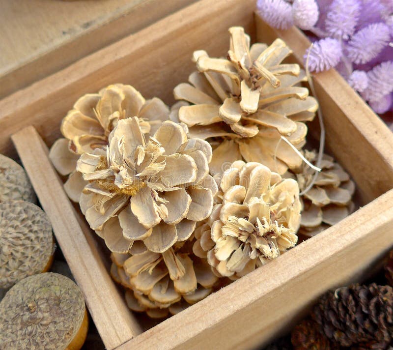 Tree seeds closeup stock image. Image of pattern, botany - 69894715