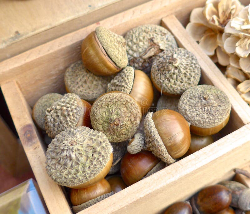 Tree seeds closeup stock photo. Image of acorn, pinc - 69894732
