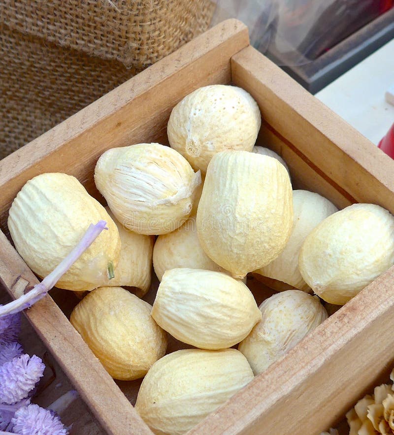 Various of tree seeds stock image. Image of paper, green - 69894995