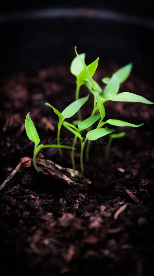 Tree Seeds Grow on the Ground Stock Photo - Image of flower, herb ...