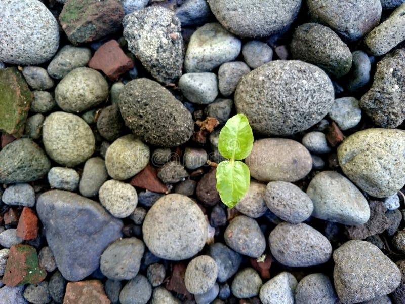 Seeds Grow from the Ground, the Concept of Global Warming, Isolated on ...