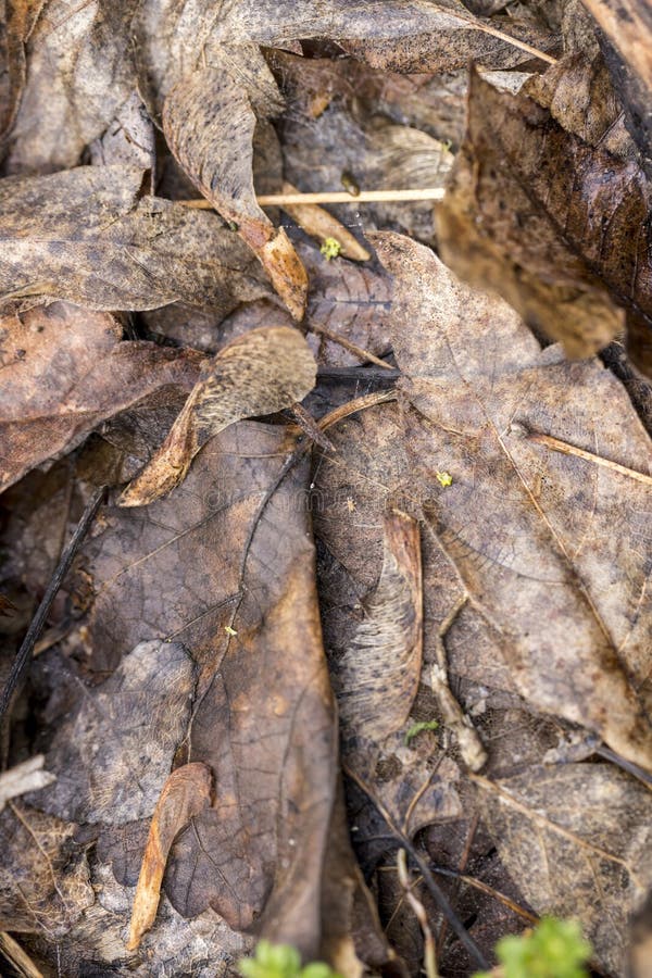 Tree Seeds and Leaves Litter the Ground in a Brown Variety of Patterns ...