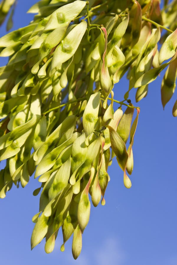 Tree seeds over blue sky stock image. Image of tree - 119334275