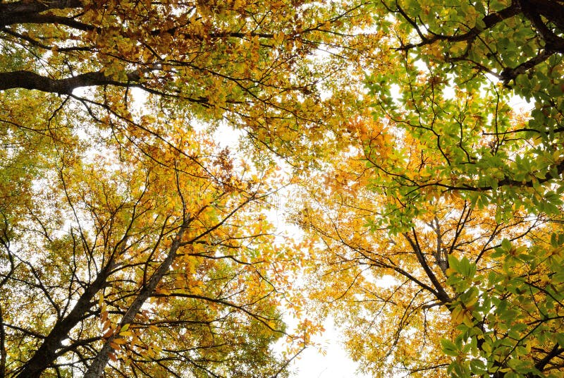 Tree seen from below stock image. Image of seasonal, orange - 34228755