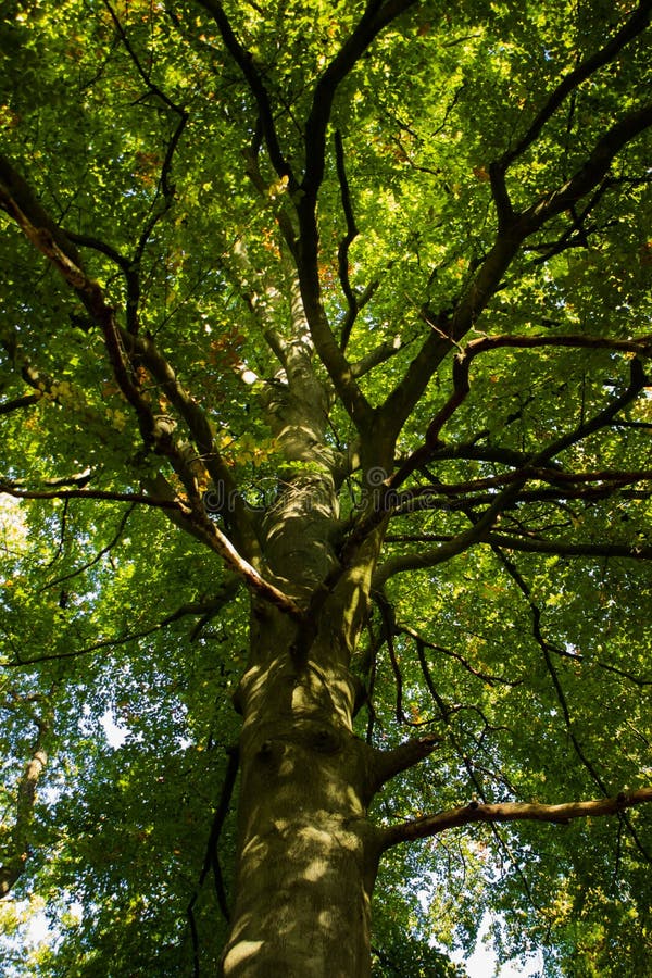 Tree seen from below stock image. Image of autumn, tree - 259834995