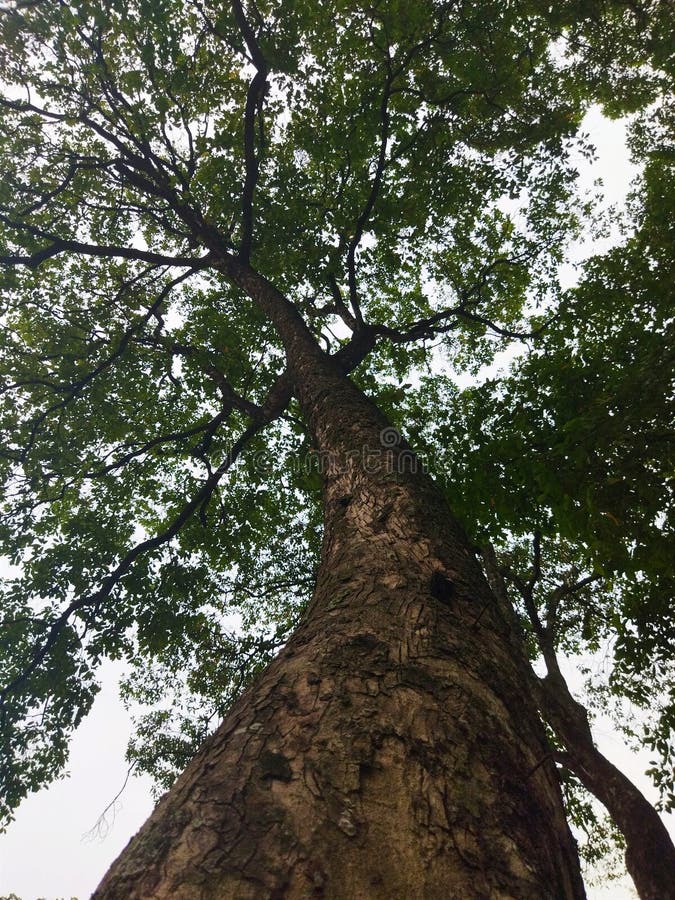 3,421 Tree Bark Border Stock Photos - Free & Royalty-Free Stock Photos ...