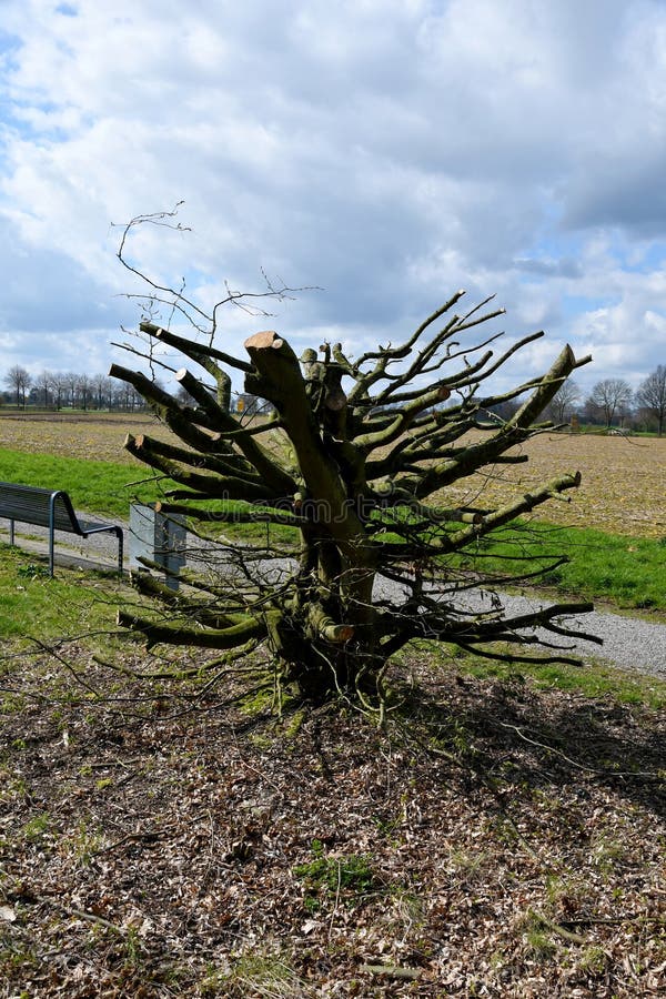 Radical Tree Pruning in Spring Stock Photo - Image of leaf, spooky ...