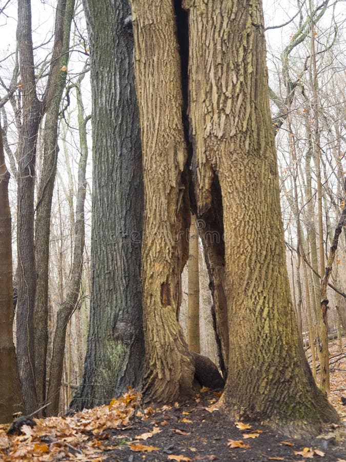 A Tree Seen through a Tree stock photo. Image of fall - 101777480