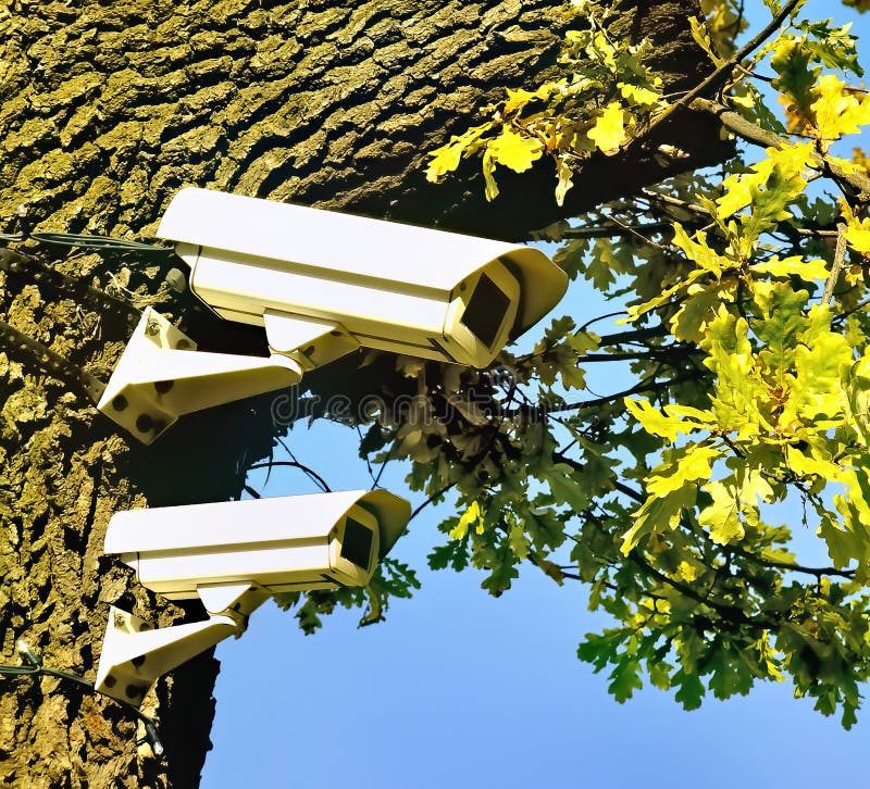 776 Tree Cameras Stock Photos - Free & Royalty-Free Stock Photos from ...