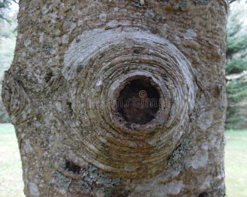A Tree that Sees with One Eye Stock Image - Image of light, hole: 241993627