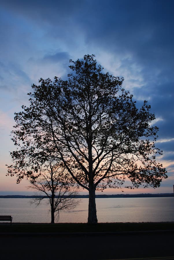 Tree on Seneca Lake at Sunrise Stock Image - Image of contrast, majesty ...