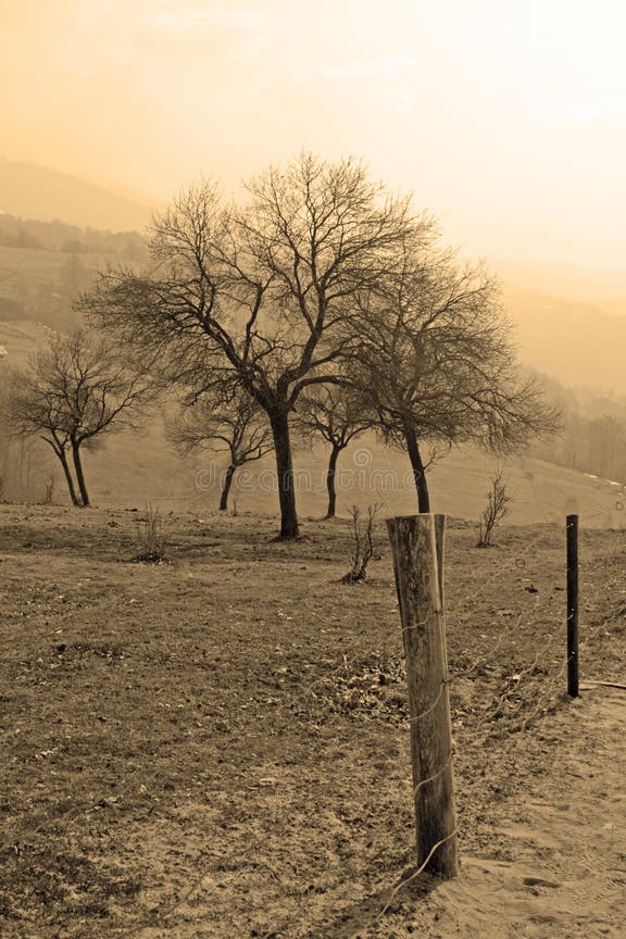 Tree in sepia stock photo. Image of romania, shadow, hills - 2118274
