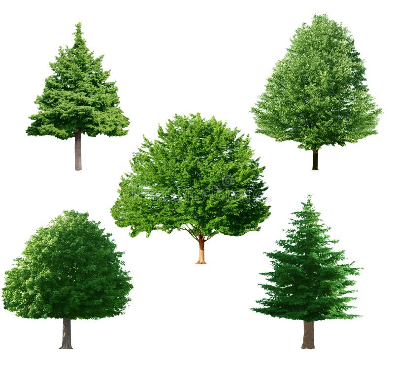 Three trees on white stock photo. Image of spruce, conifer - 11361176