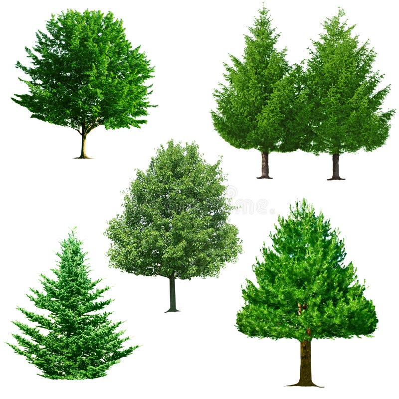 Summer Trees Billboard Collection on White Stock Image - Image of ...