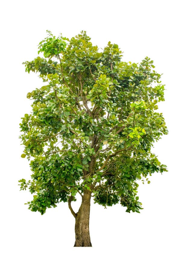 The Tree is Set on a Completely Separate White Background, Stock Image ...
