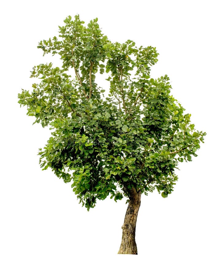 The Tree is Set on a Completely Separate White Background, Stock Image ...