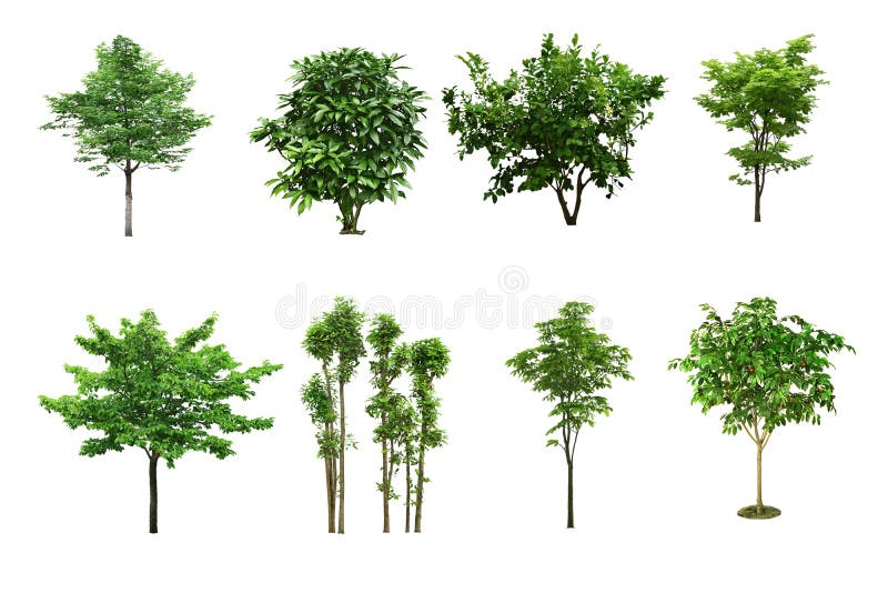 Trees Set Isolated on White Background. Stock Image - Image of spring ...
