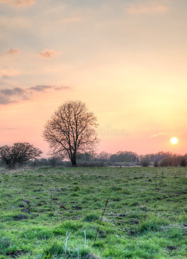Tree and the setting sun stock image. Image of dusk, scene - 35342835