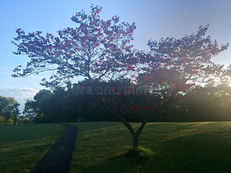 Tree with setting sun stock photo. Image of tree, newjersey - 160069008