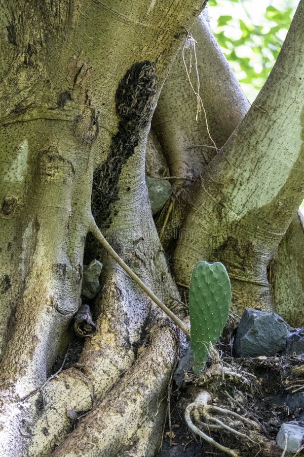 Tree with Several Branches, Cactus Growing at the Roots, Mexico ...