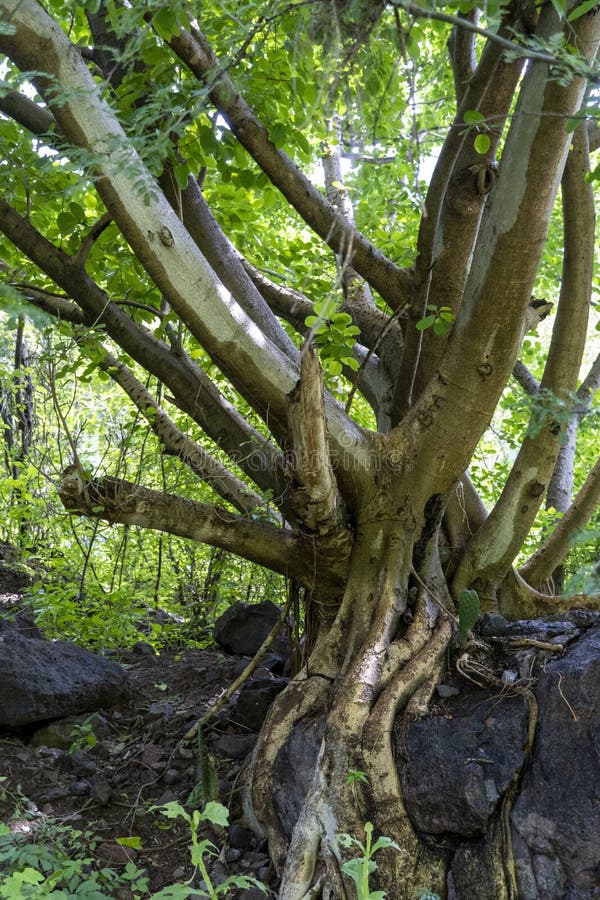 Tree with Several Branches, Cactus Growing at the Roots, Mexico ...