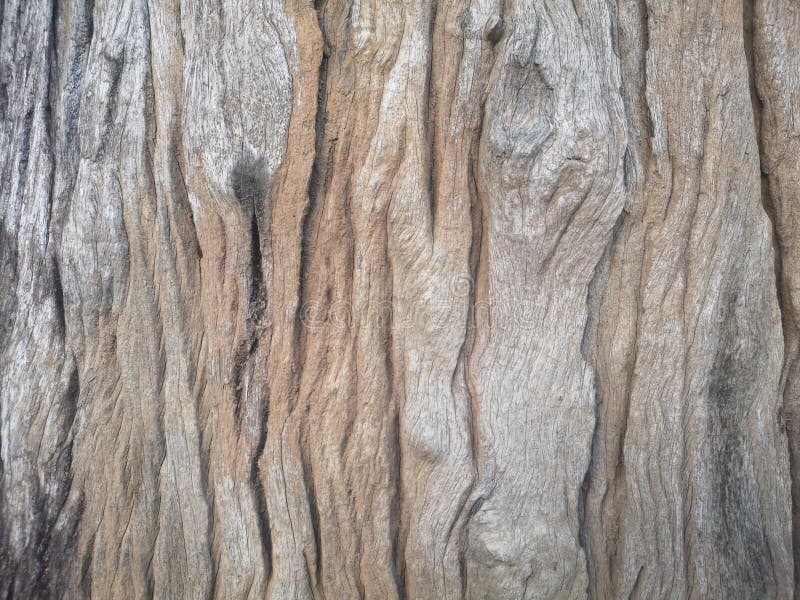 A Tree that is Several Hundred Years Old Often Exhibits a Remarkable ...