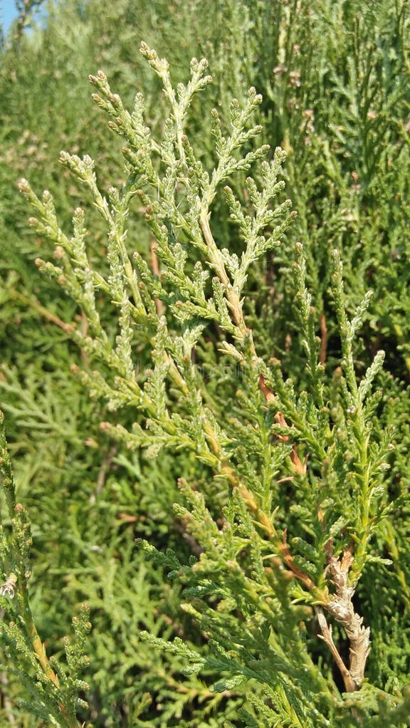 Tree Sgape Leaves Thin Leaves Stock Image - Image of green, flower ...