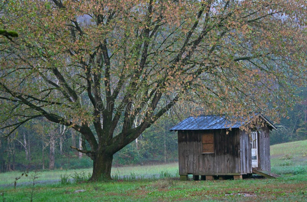 Tree & Shack stock photo. Image of shack, storage - 46219732