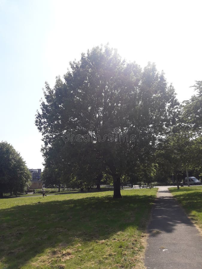 Tree stock image. Image of tree, shade, park - 117119569
