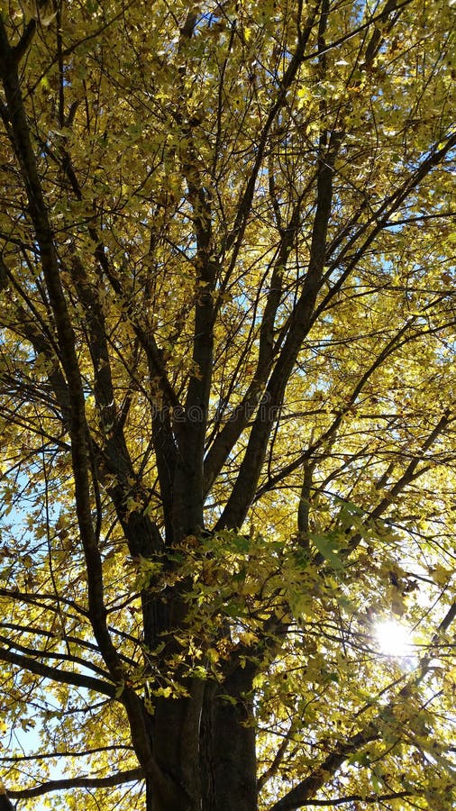 Tree shade stock image. Image of leaves, sunlight, fallcolors - 46344179