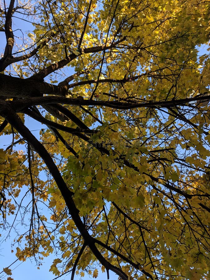 Tree shade stock image. Image of shade, tree, looking - 136720093