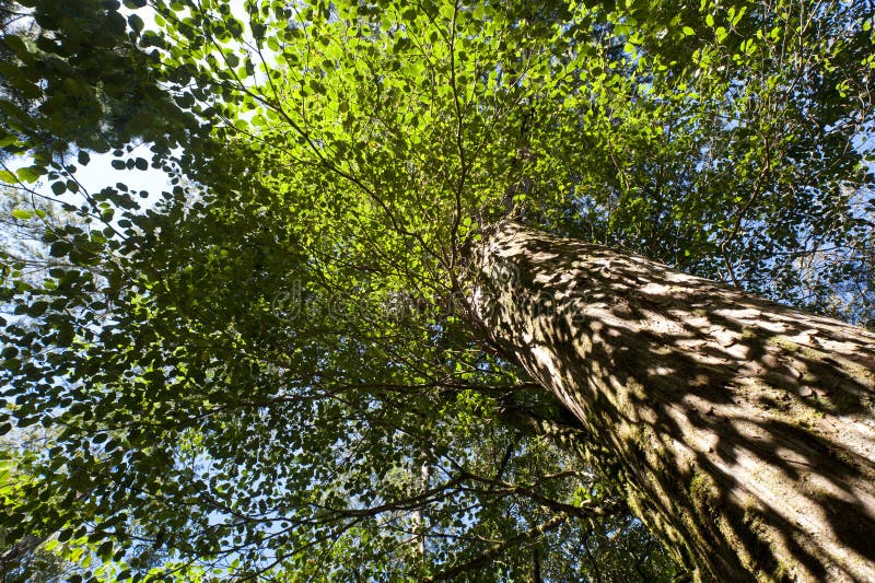 Tree Shade Looking Up with Sun Rays through the Canopy Stock Image ...