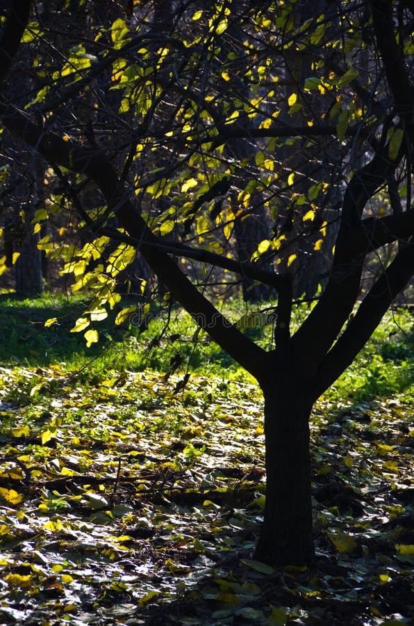 Tree in a Shade on a Sunny Day Stock Photo - Image of green, autumn ...