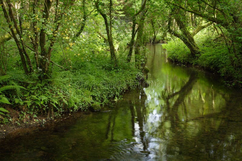 Tree shaded brook stock photo. Image of tranquil, meditation - 21579752
