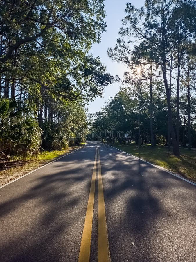 Tree shaded Roadway stock photo. Image of road, asphalt - 247120254