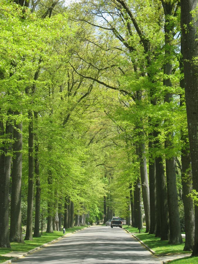 A tree shaded street stock photo. Image of rural, street - 53145900