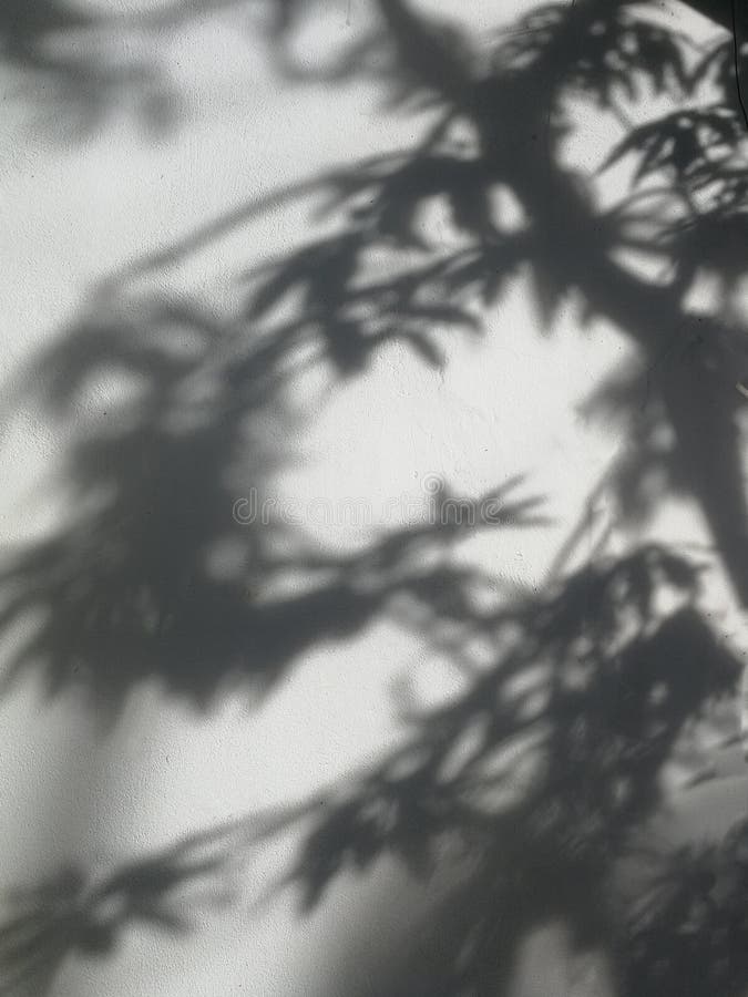 Tree Shadows Drop on the Wall, Evening Light. Stock Photo - Image of ...