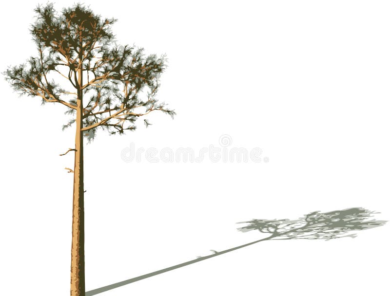 Tree with shadow. stock vector. Illustration of plats - 11302985