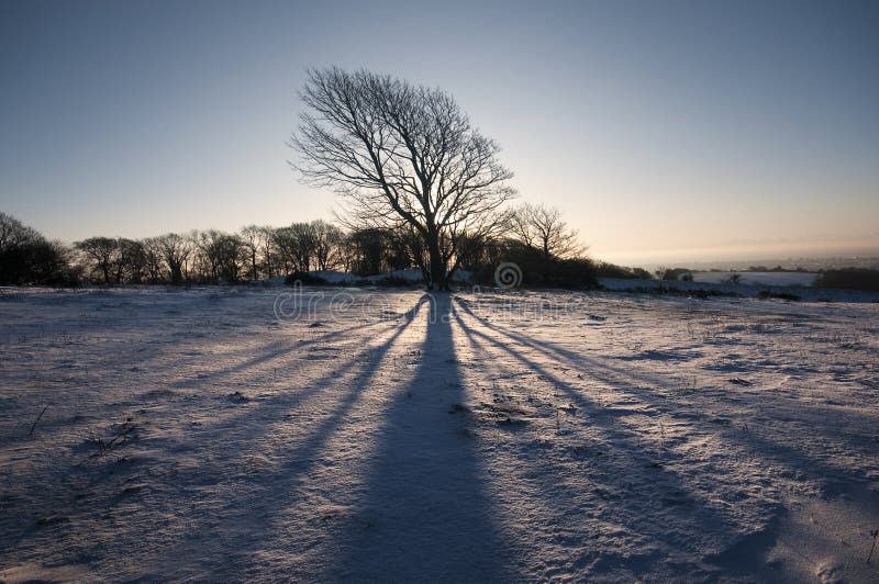 Tree shadow stock image. Image of horizon, tree, sunset - 12243661