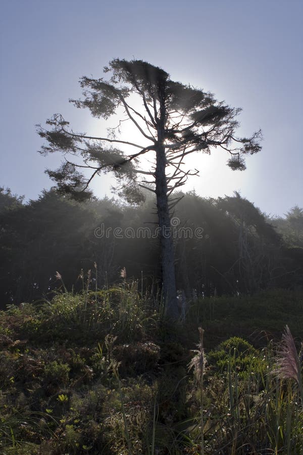 Tree shadow stock photo. Image of shadow, forest, grassy - 12423322