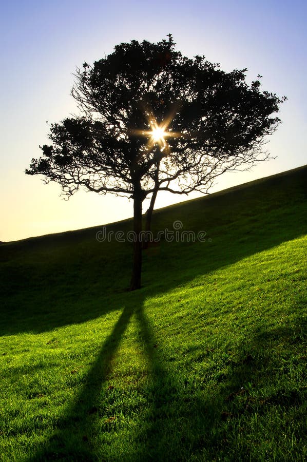 Tree with shadow stock photo. Image of nature, landscape - 12771840