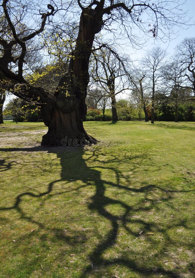 Tree Shadow stock image. Image of tree, twisted, nature - 14534351