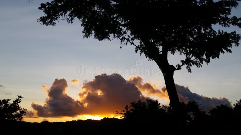 Tree in shadow stock photo. Image of evening, sunrise - 204804990