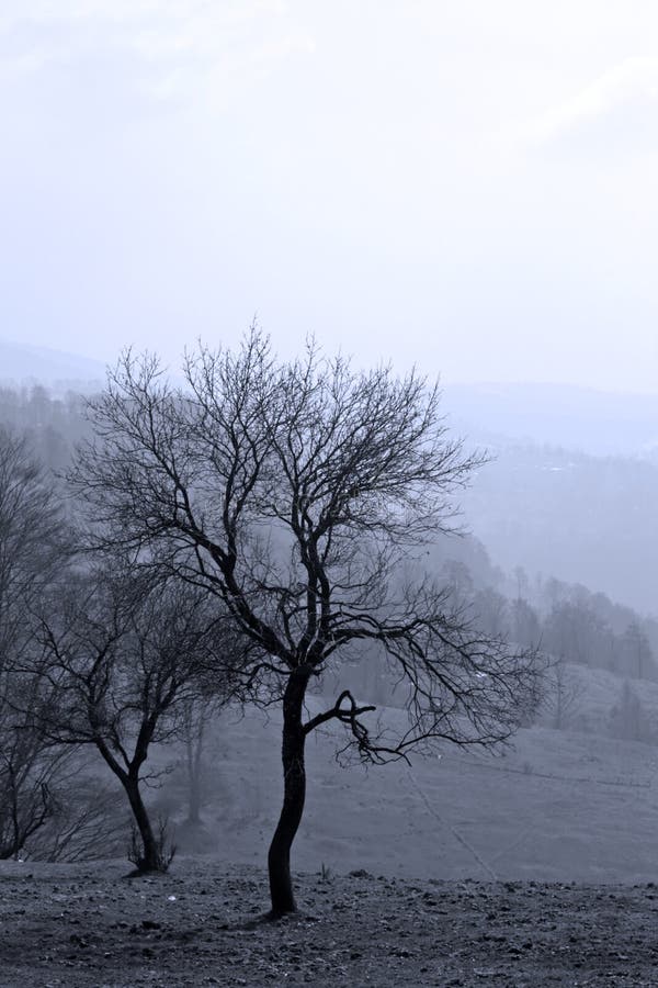 Tree shadow stock photo. Image of silhouette, sepia, landscape - 2118284