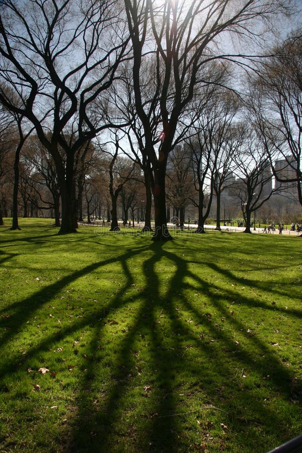 Tree with Shadow stock image. Image of tree, central, park - 261885