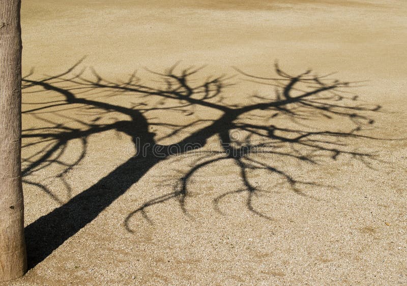 Tree Shadow stock photo. Image of branch, shadow, sand - 2620702