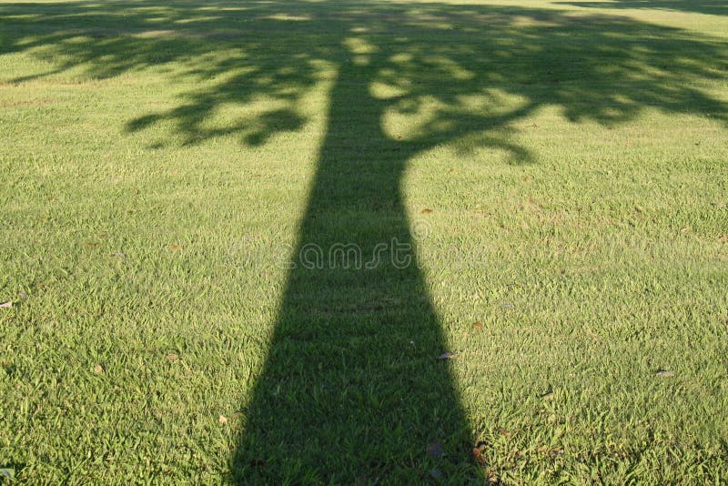 Tree Shadow stock photo. Image of grass, spring, view - 26642704