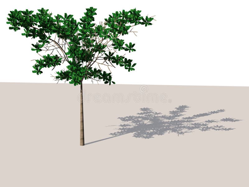 Tree with shadow stock image. Image of plant, leaves, white - 4375495